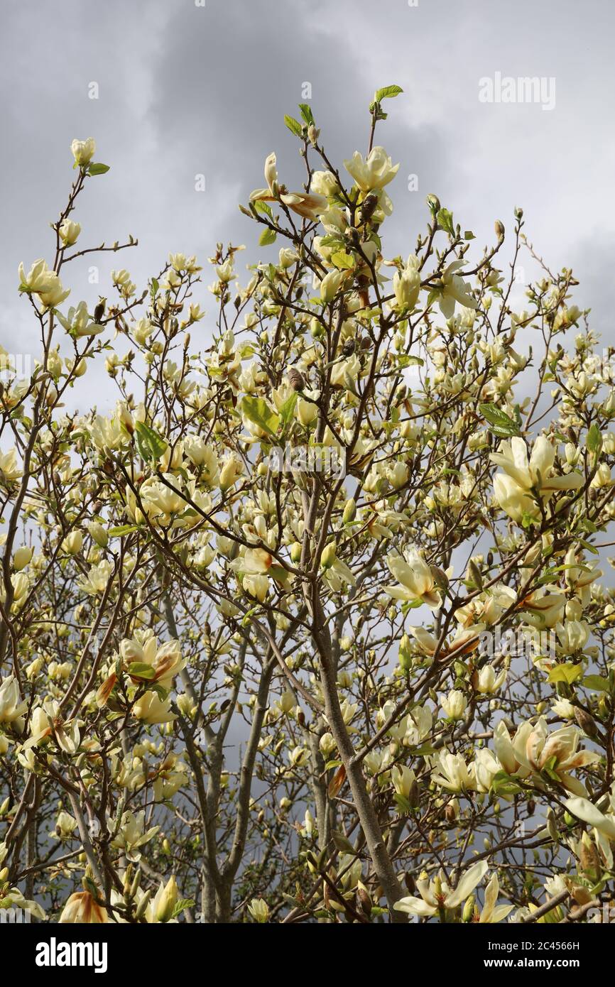 Beautiful magnolia tree in a garden during daytime Stock Photo - Alamy