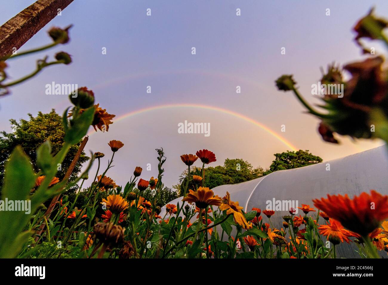 Gardening weather. Flowers and a rainbow Stock Photo - Alamy