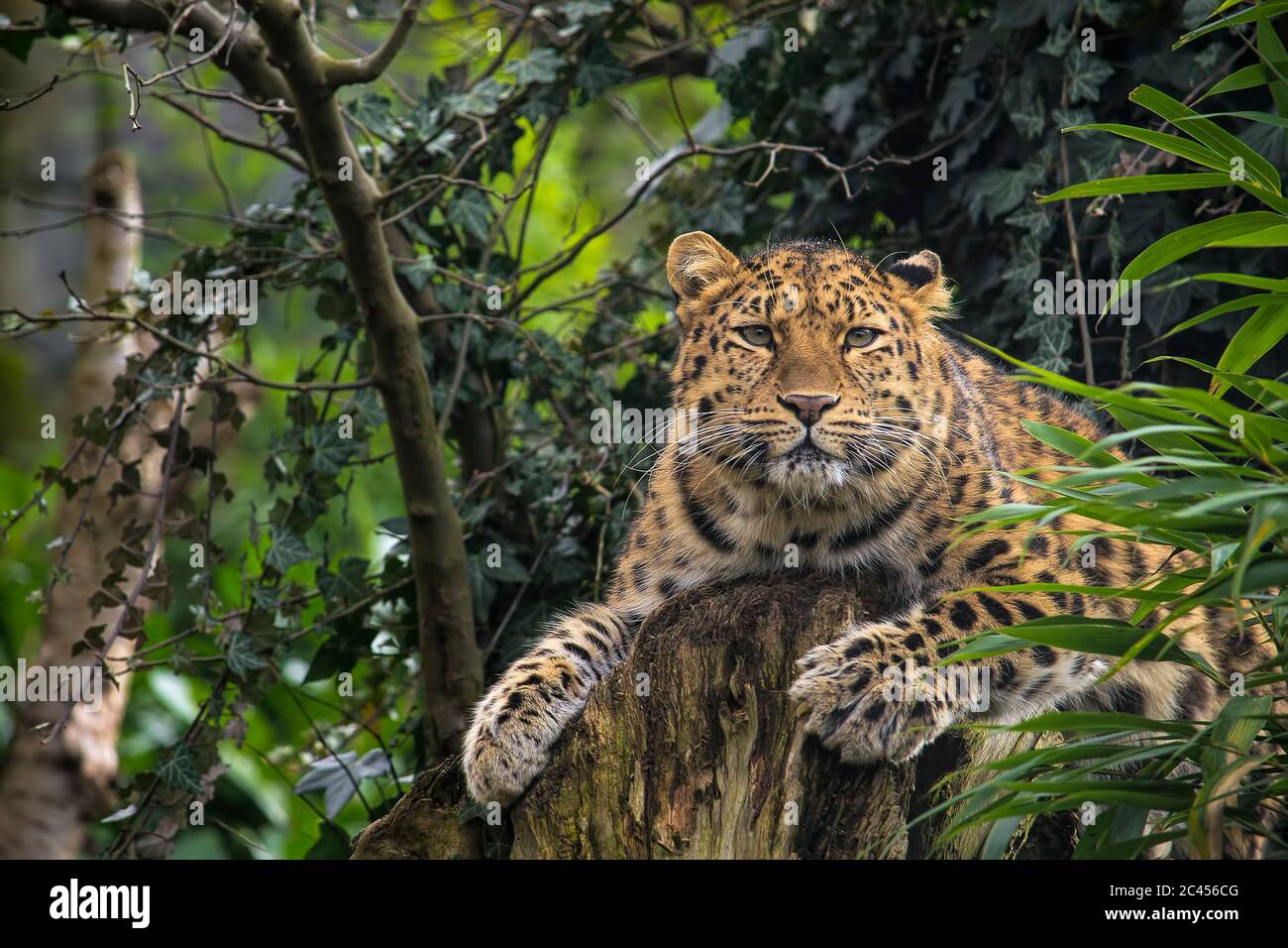 Rare amur leopard hi-res stock photography and images - Alamy