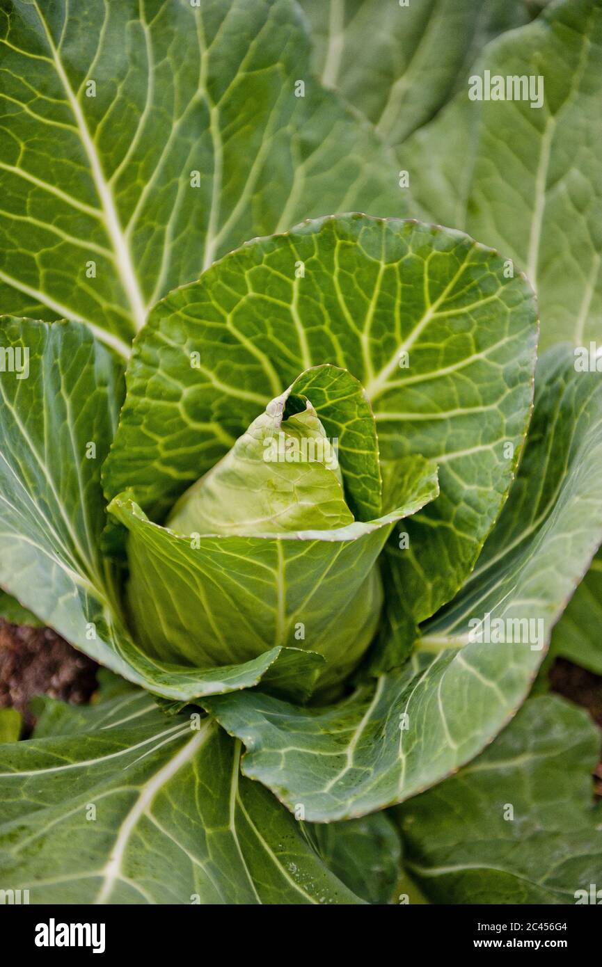 Pointed cabbage plant hi-res stock photography and images - Alamy