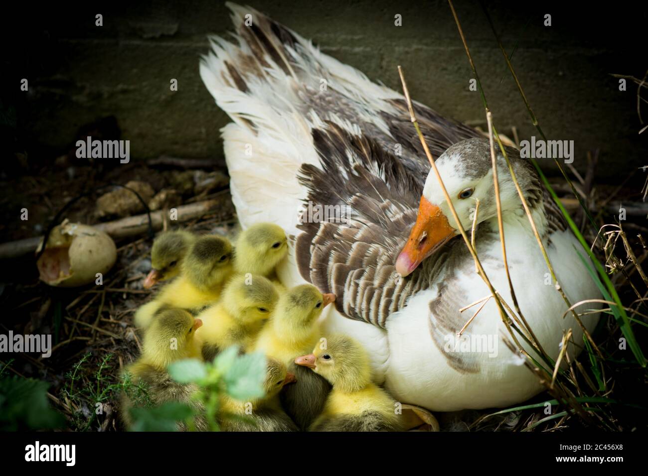 Domestic geese children hi-res stock photography and images - Alamy