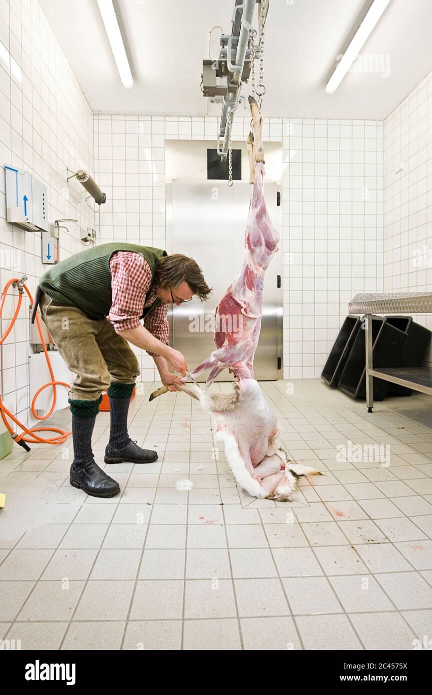 Hunter opens roe deer in a cold store Stock Photo - Alamy