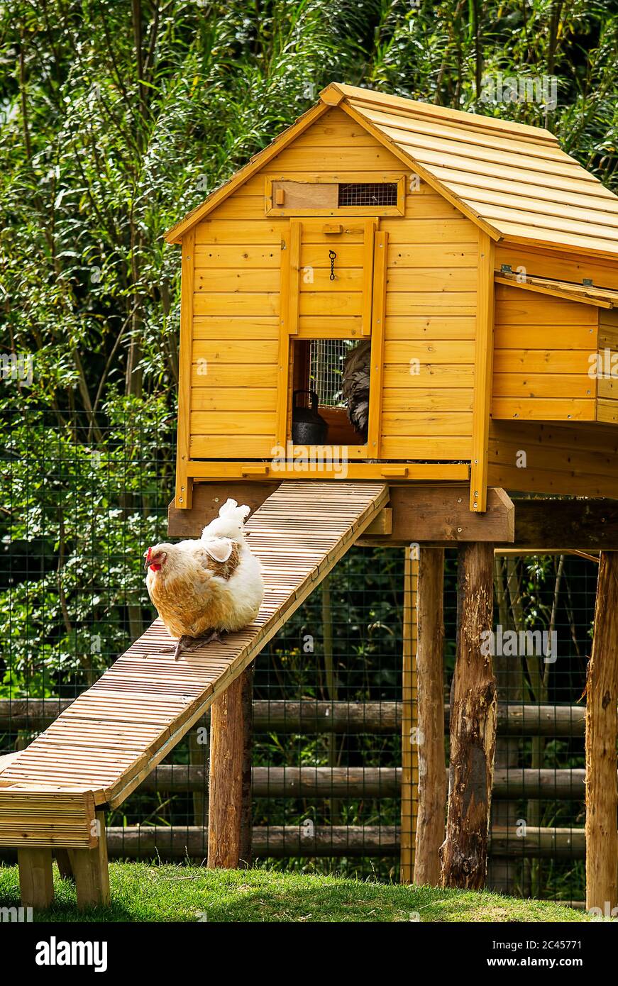 Chicken walking out from the hen house on the ramp Stock Photo - Alamy