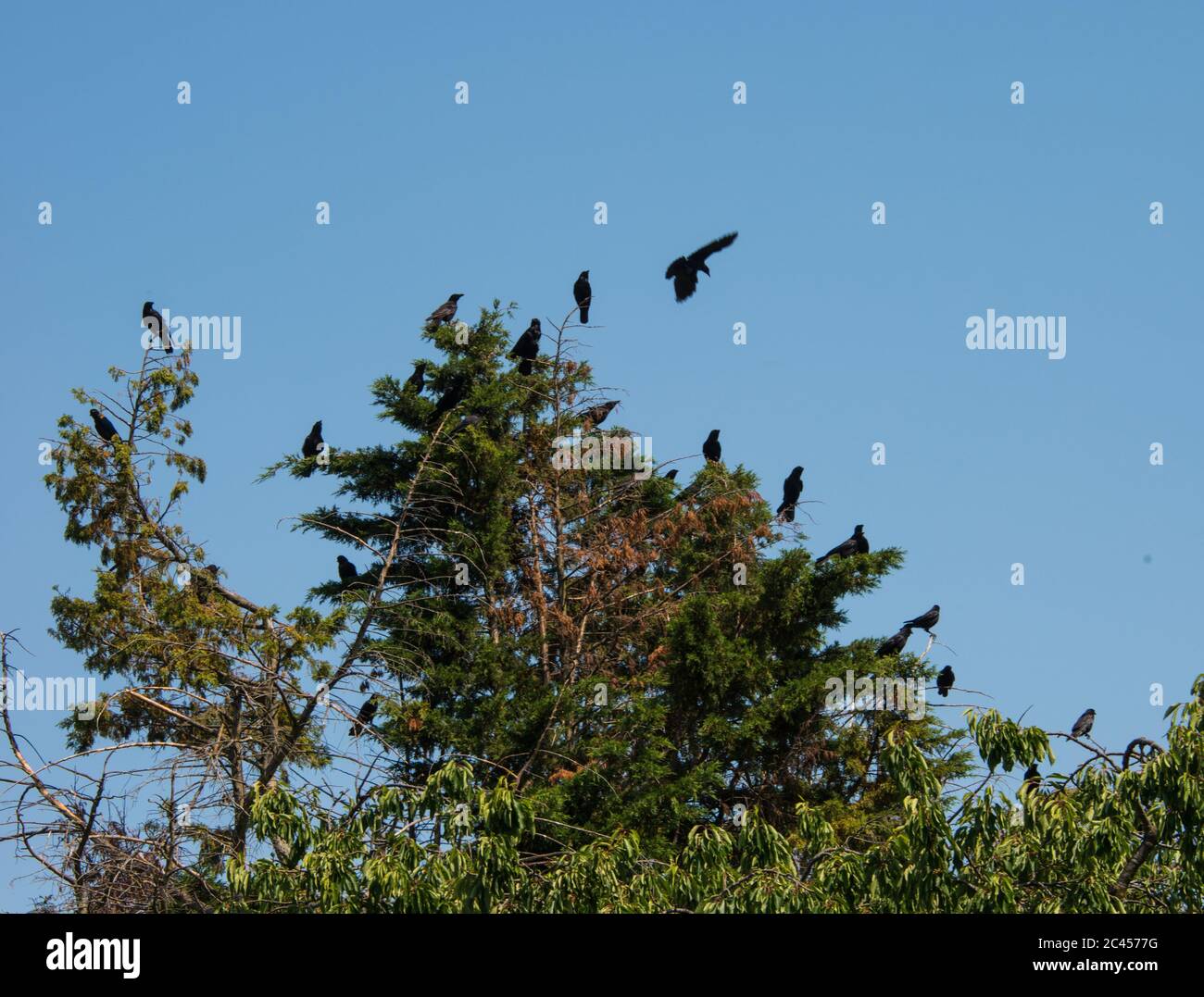 A 'murder' of crows Stock Photo - Alamy