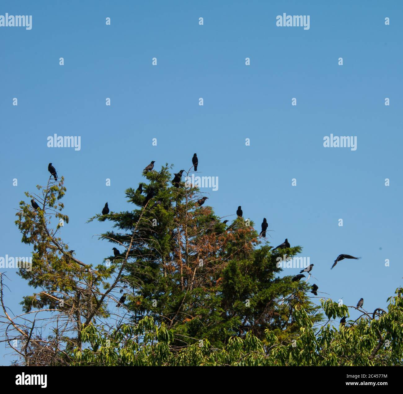 Flocks crows hi-res stock photography and images - Alamy