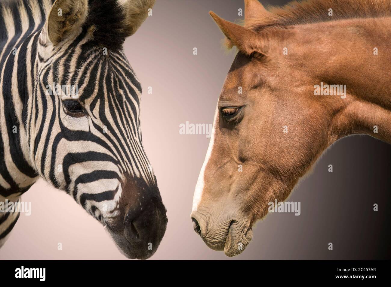Closeup portrait of a zebra and a brown horse Stock Photo - Alamy