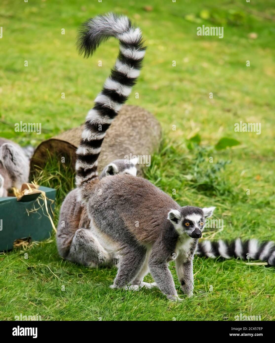 Cute small madagascar lemurs in the grass Stock Photo - Alamy
