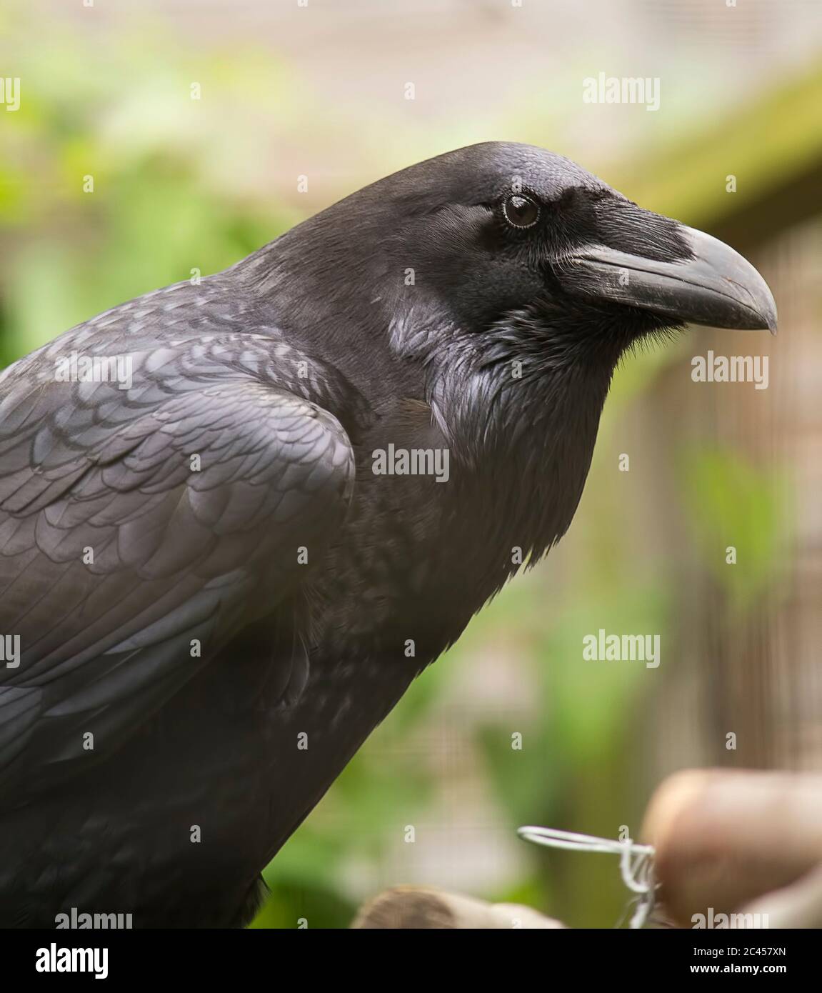 Closeup portrait of a black raven Stock Photo - Alamy