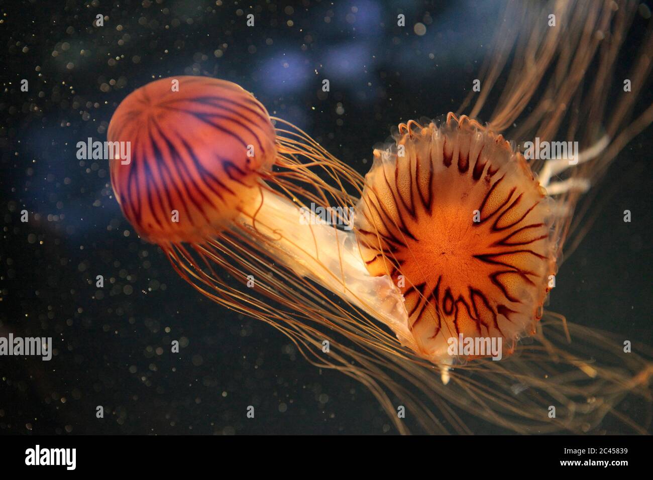 Two jellyfish in the water Stock Photo - Alamy