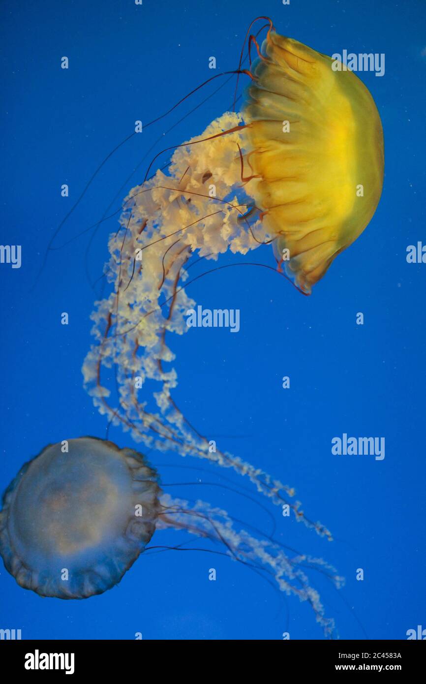 Two jellyfish in the water Stock Photo - Alamy