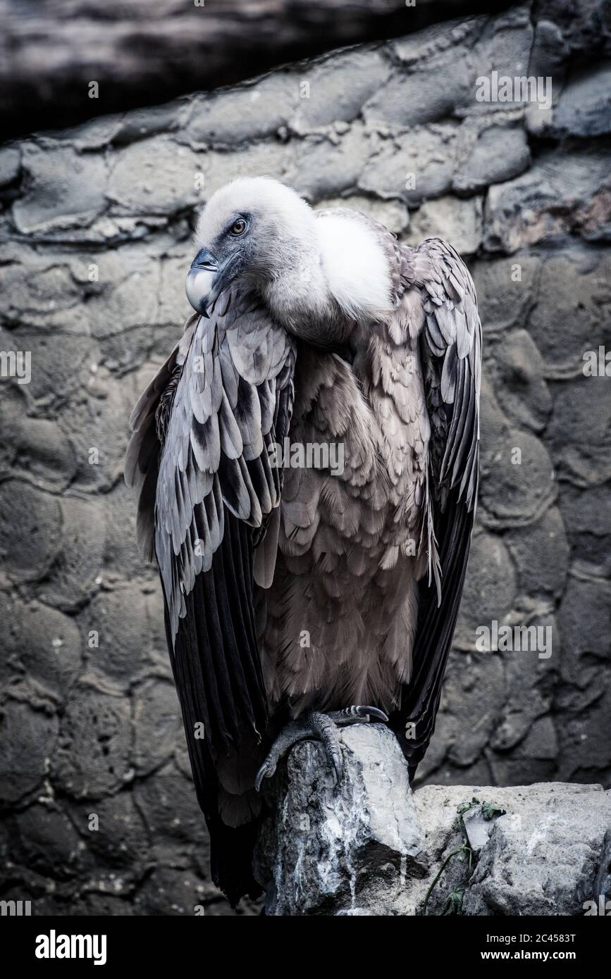 Vertical shot of a scary, powerful and gray feathered Vulture standing ...