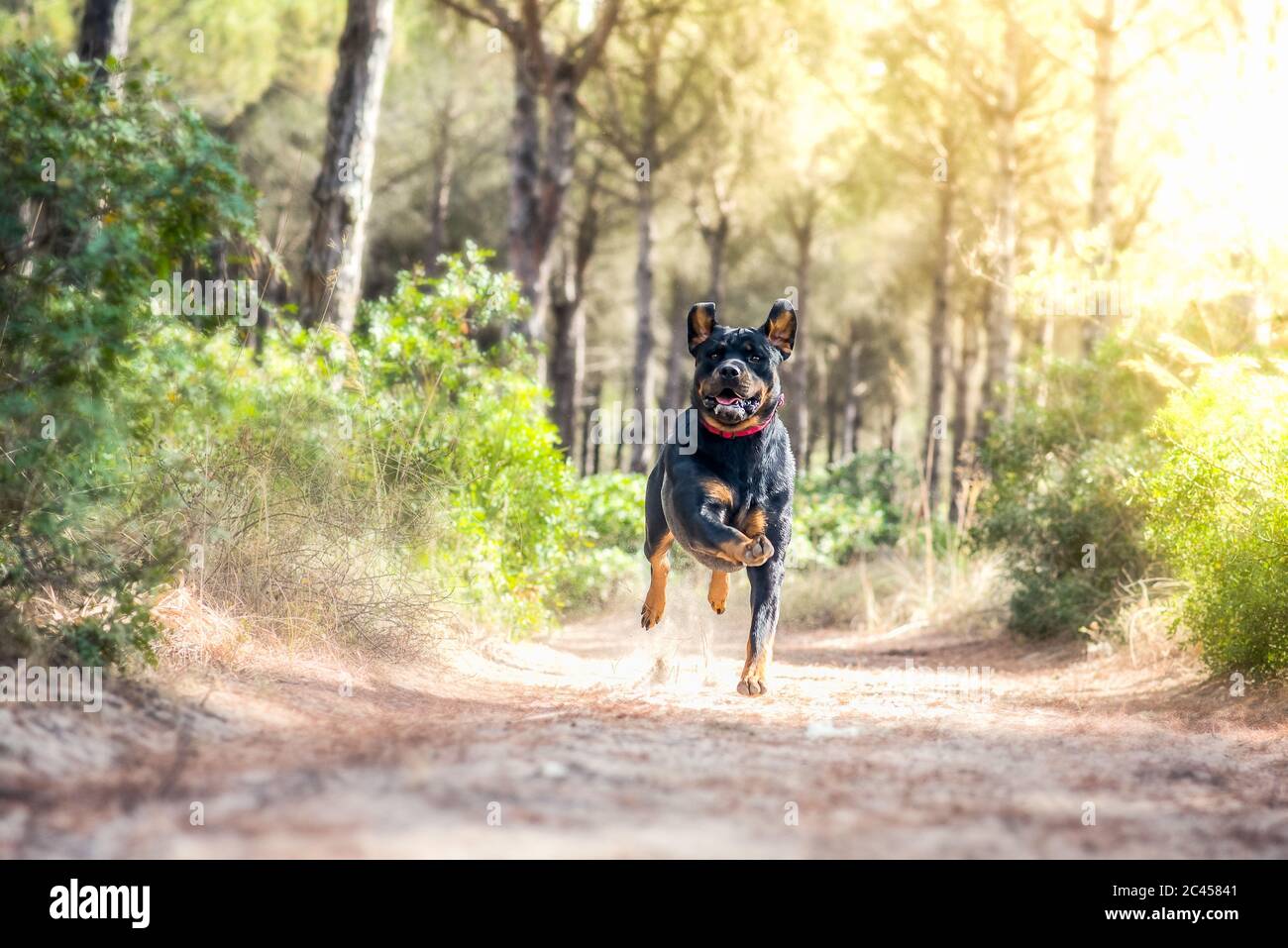 Shot of the adorable and fierce Rottweiler dog running in the forest ...