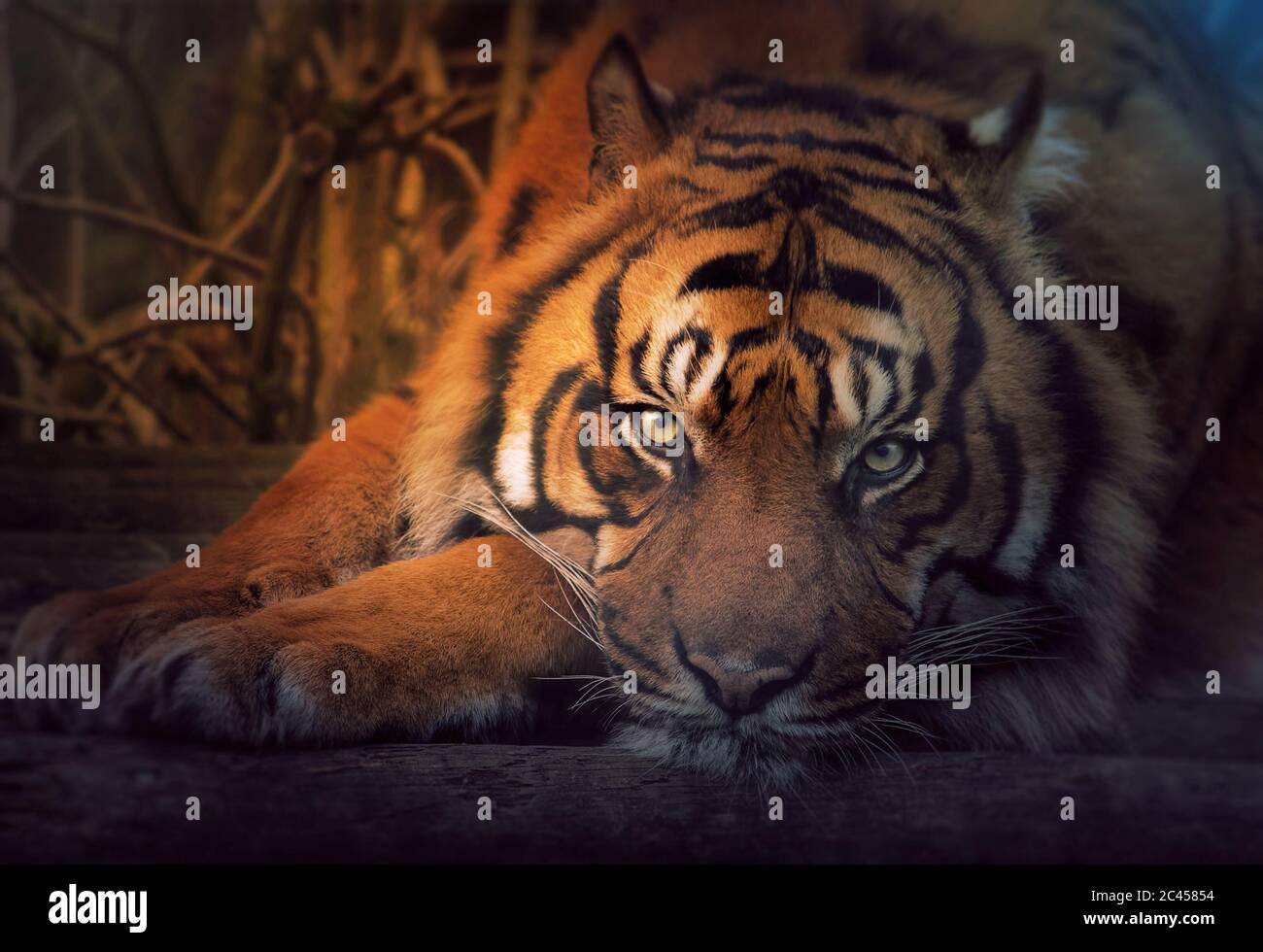 Siberian tiger resting in the orange moonlight Stock Photo - Alamy