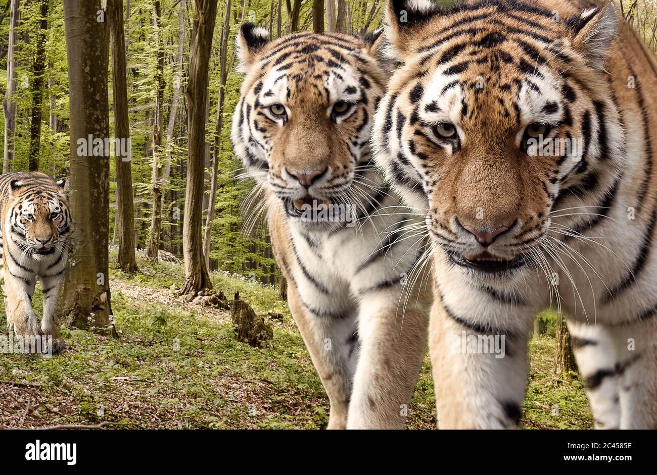 Tiger approaching wild animal hi-res stock photography and images - Alamy