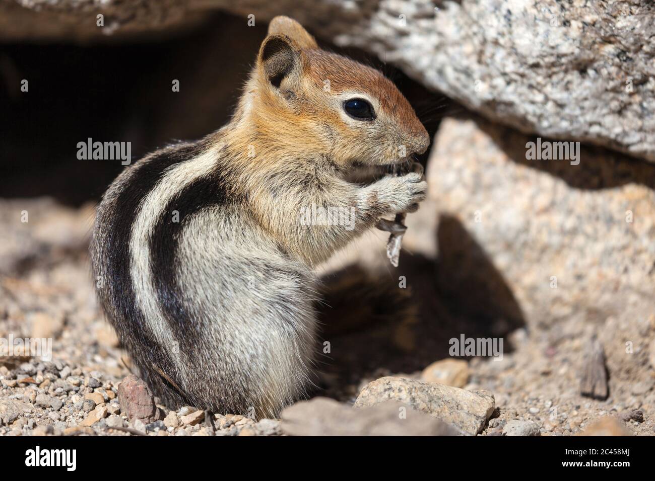 Mammoth lakes wildlife sierra nevada fauna hi-res stock photography and ...