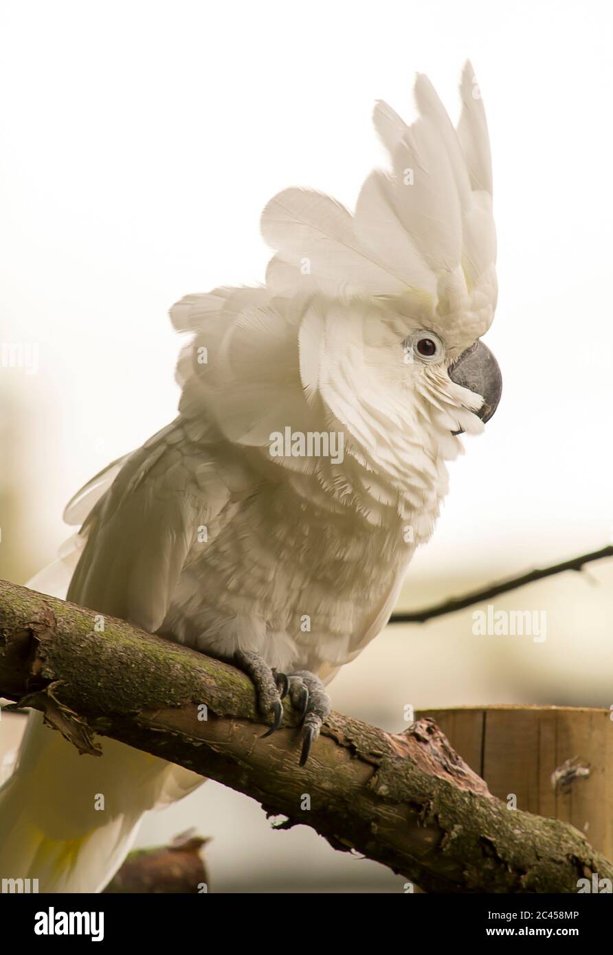 White cockatoo sitting on a tree branch Stock Photo - Alamy