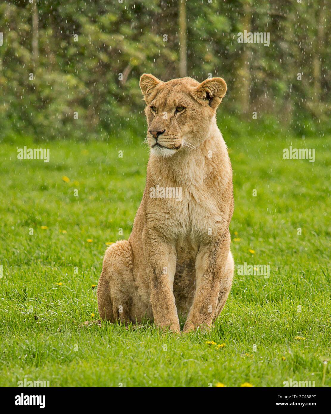 Female lion hi-res stock photography and images - Alamy