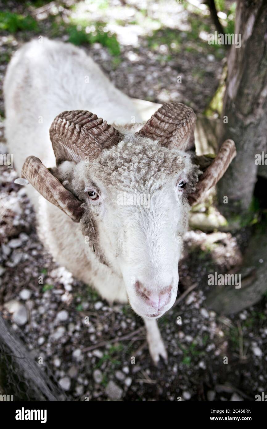 Standing goat, portrait Stock Photo - Alamy