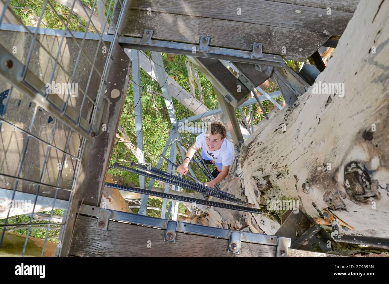 Gloucester tree in gloucester national hi-res stock photography and ...