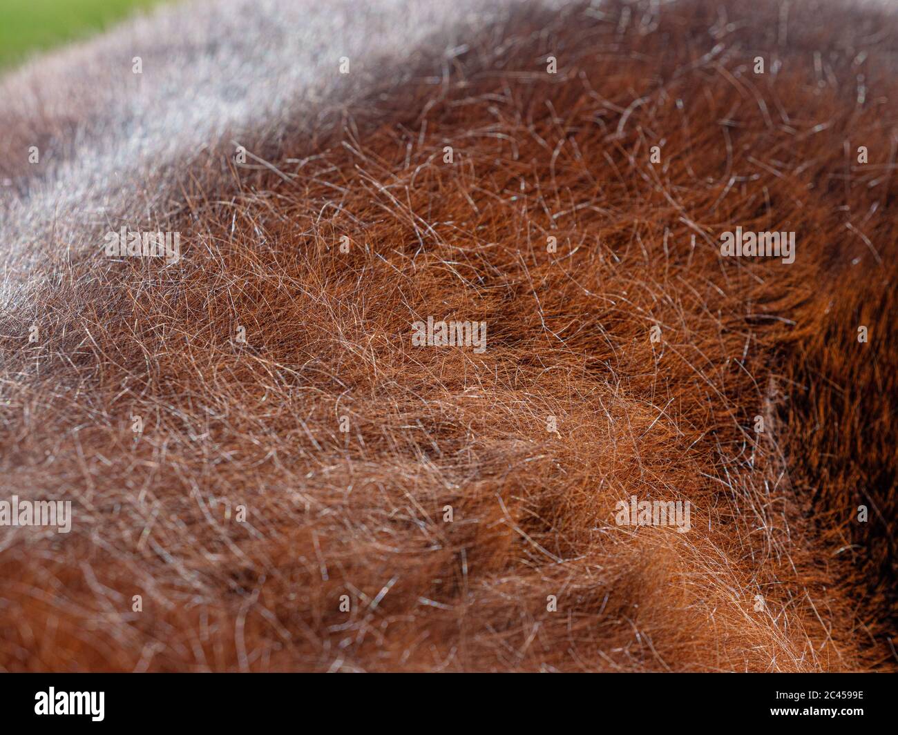 Horse fur. Brown animal hair in side sun light, natural texture ...