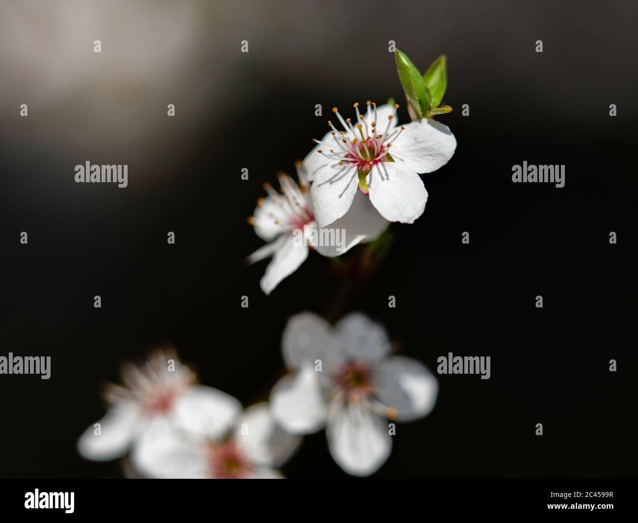 Blooming mirabelle plum tree in spring time. Thin branch of Plum tree ...