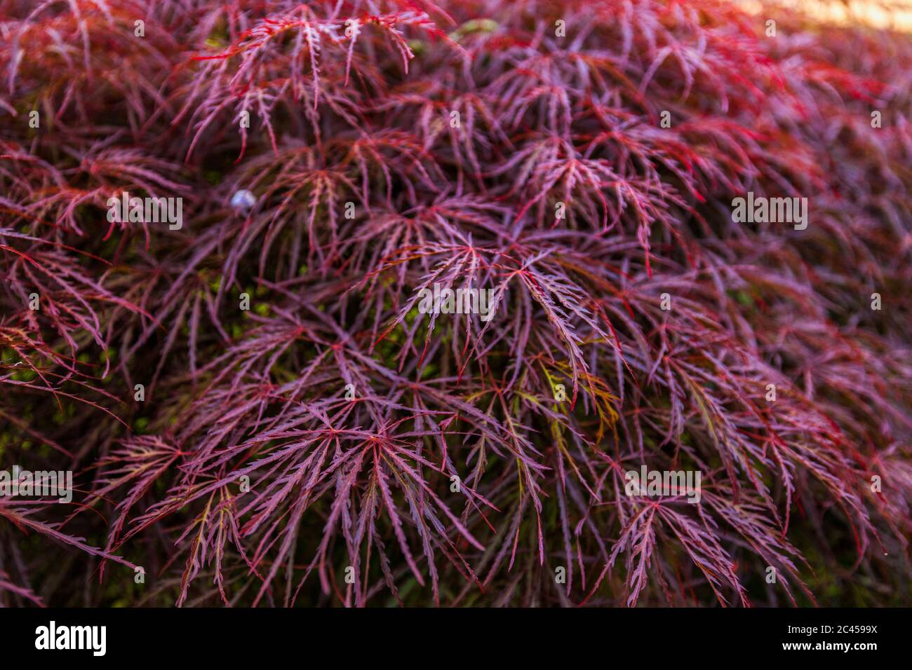 Red foliage of the weeping Laceleaf Japanese Maple tree (Acer palmatum ...