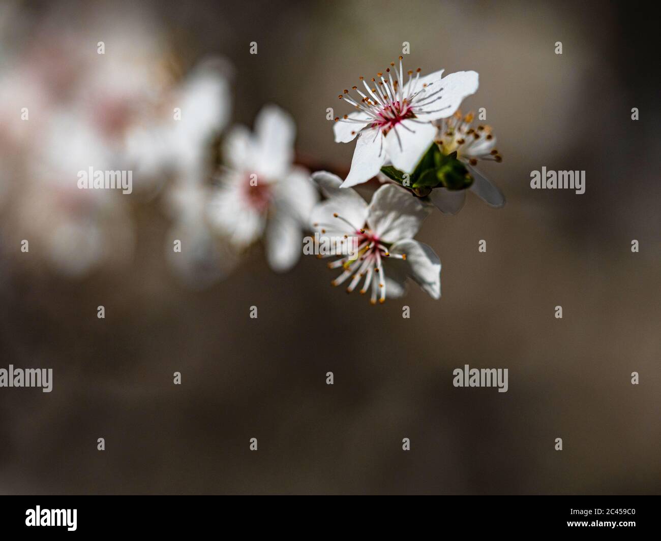 European plum prunus domestica branch hi-res stock photography and ...