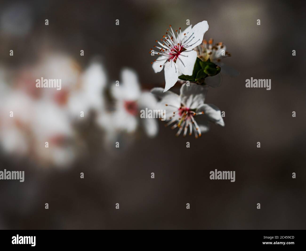 Thin long branch of Plum tree flowers, Prunus domestica, growing in the ...