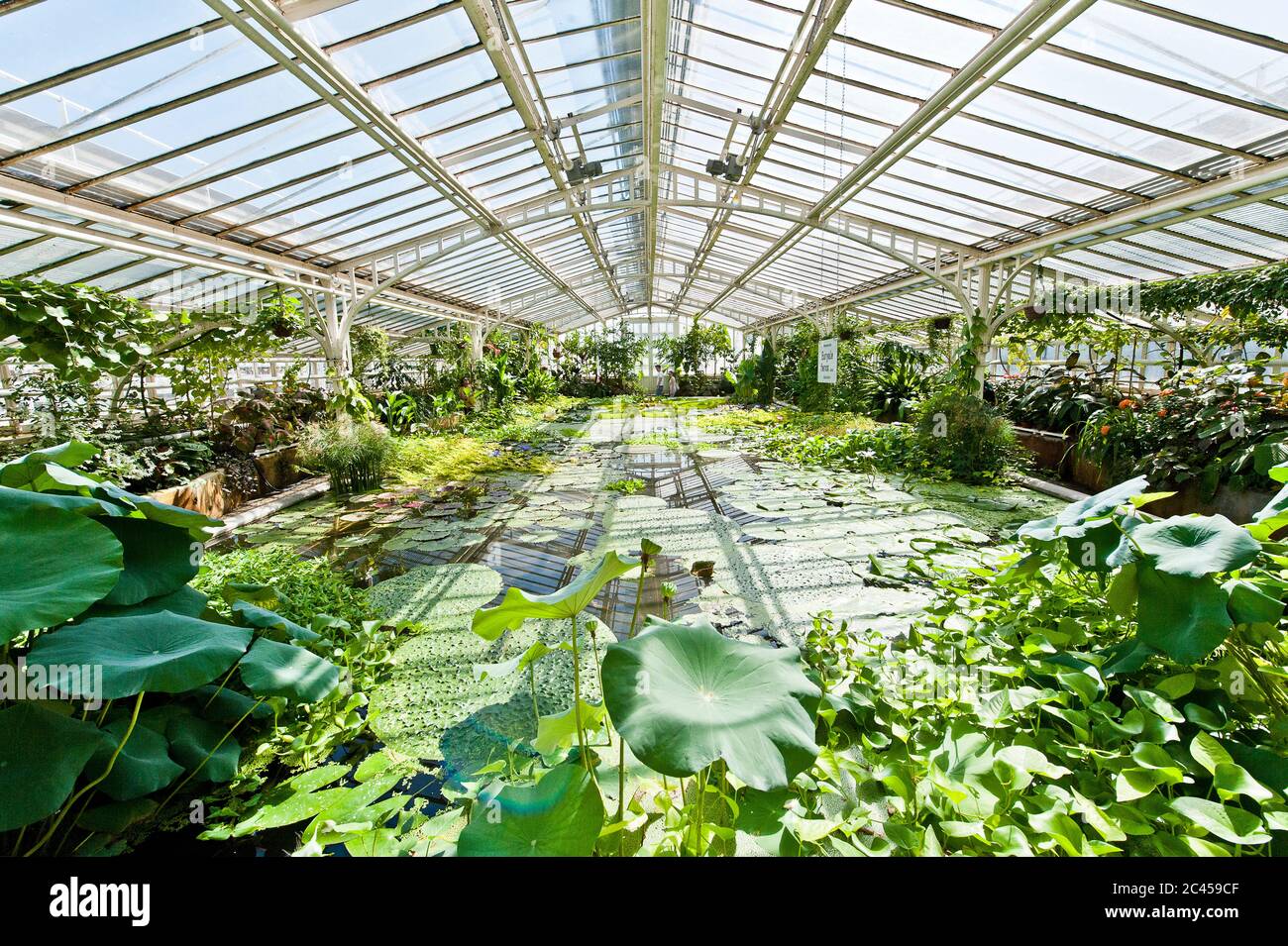 Plants in the Munich Botanical Garden, Bavaria, Germany Stock Photo - Alamy