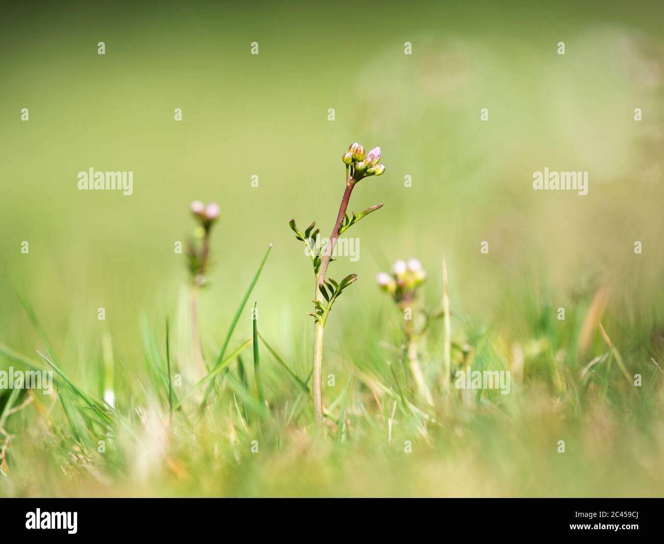 Buds of cardamine pratensis, known as cuckoo flower, lady's smock ...
