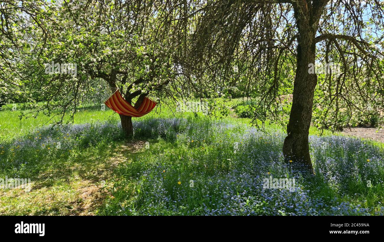 Blooming Apple Orchard in Spring Stock Photo - Alamy