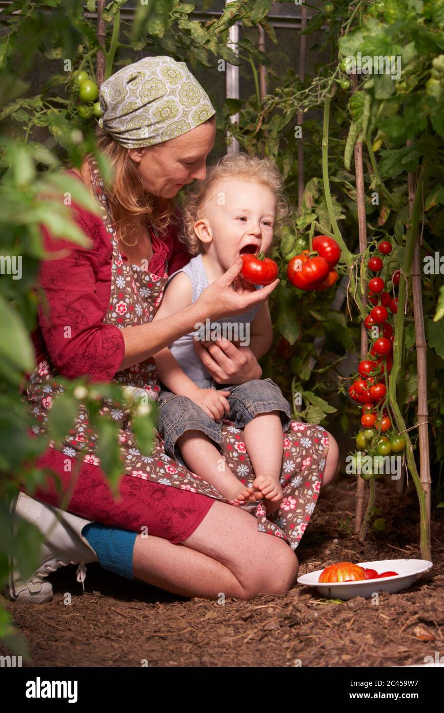 Mother and son pick tomatoes Stock Photo - Alamy