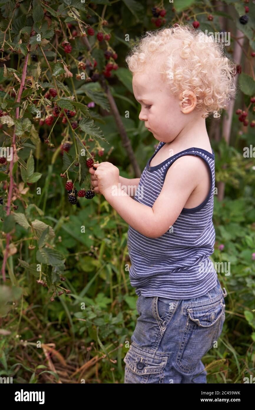 Toddler is picking blackberries Stock Photo - Alamy