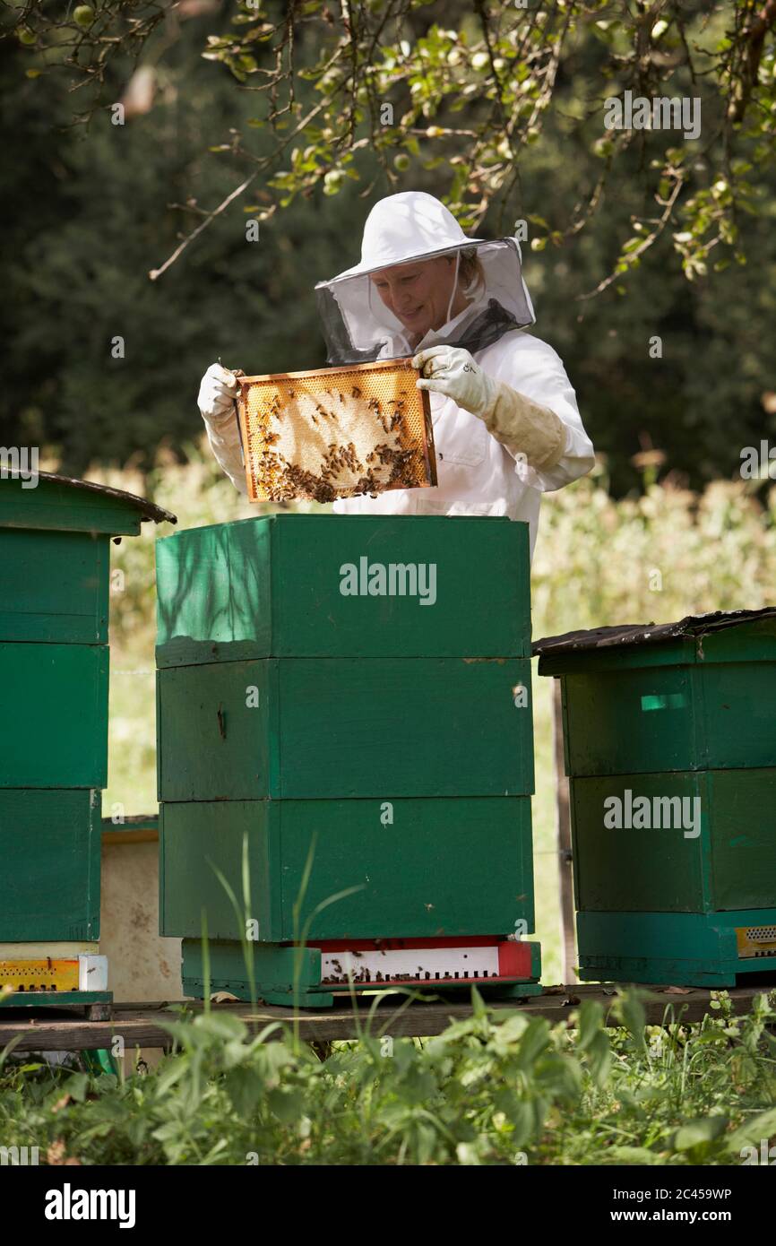 Austria europe bee beehive hi-res stock photography and images - Alamy