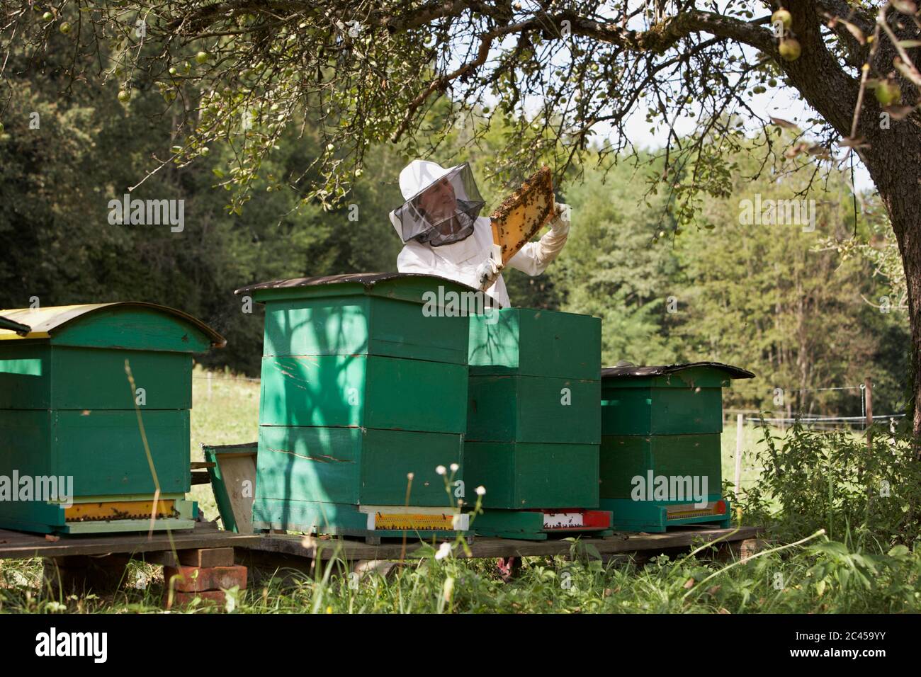 Austria europe bee beehive hi-res stock photography and images - Alamy