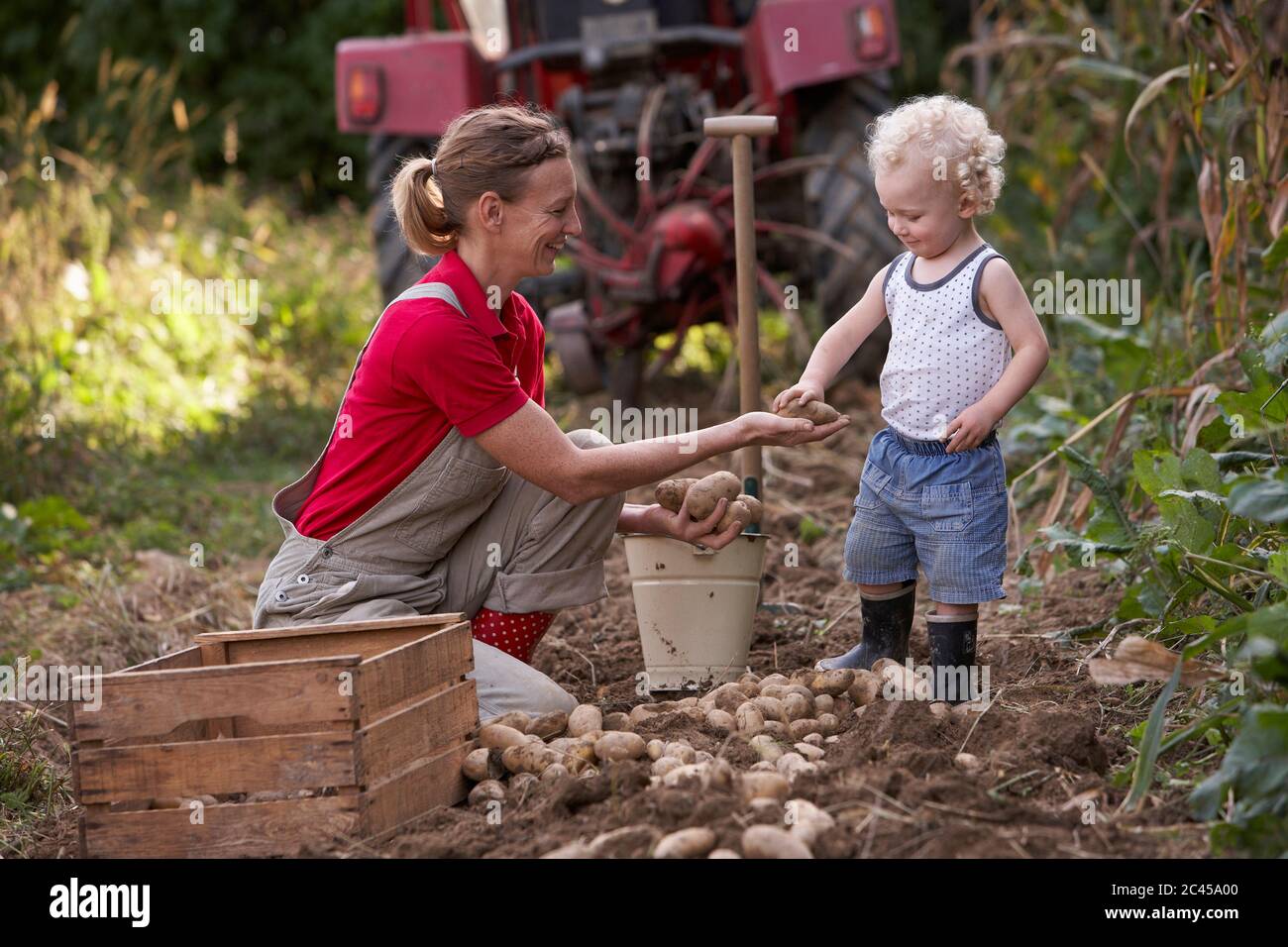 Mother and son harvest potatoes Stock Photo - Alamy