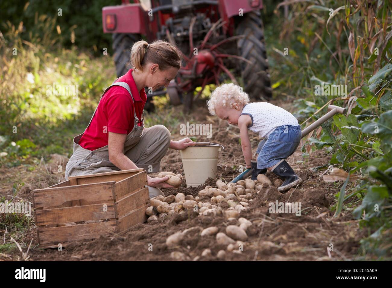 Mother and son harvest potatoes Stock Photo - Alamy