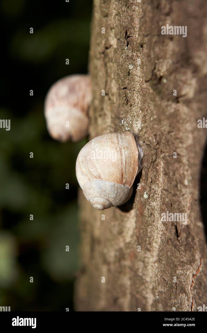 Two snails on a tree Stock Photo - Alamy