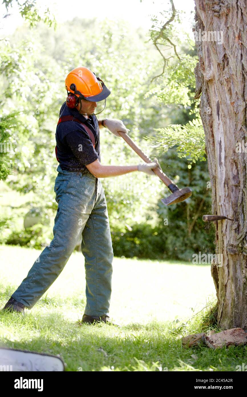 Lumberjack at work Stock Photo - Alamy