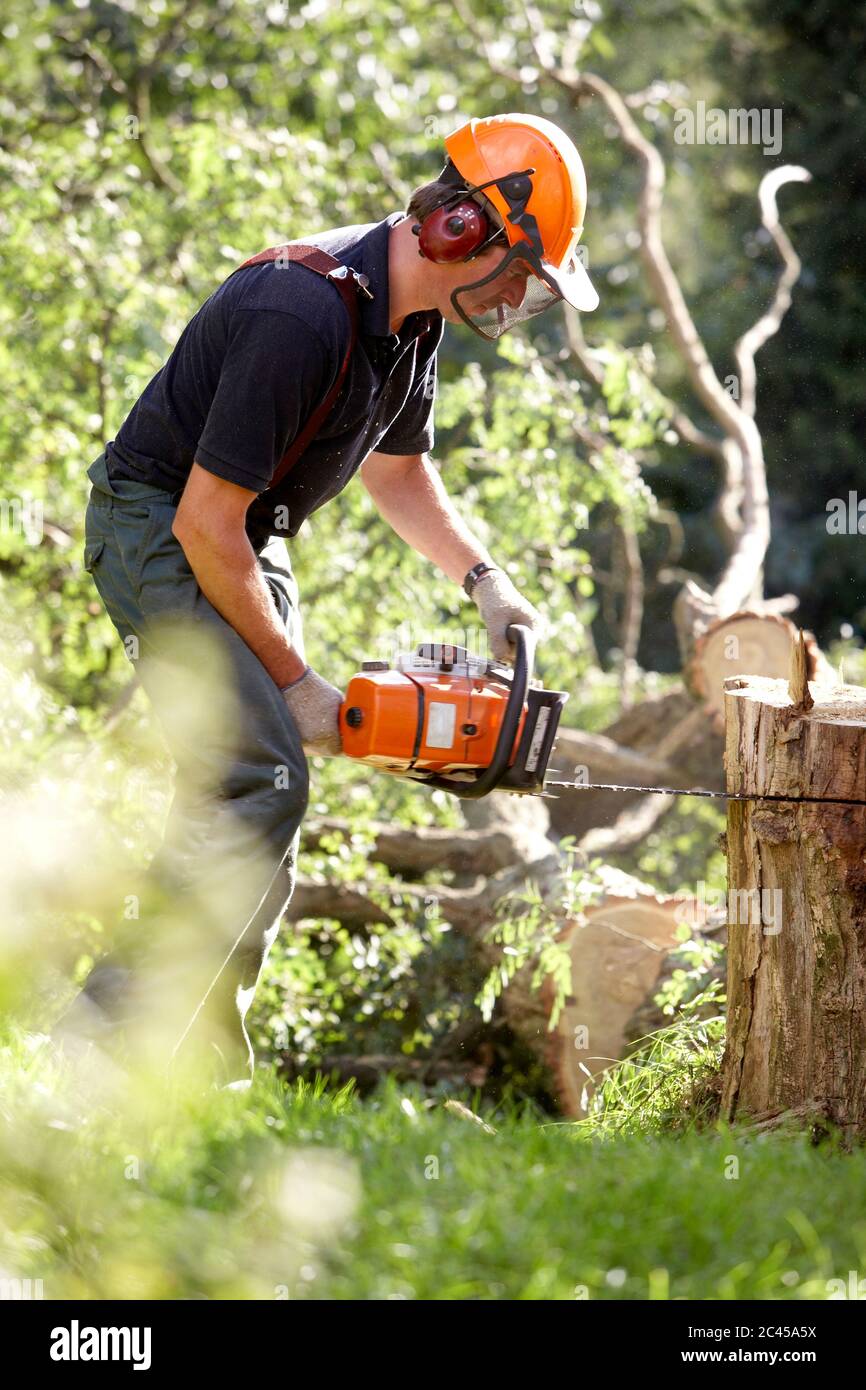 Lumberjack at work Stock Photo - Alamy