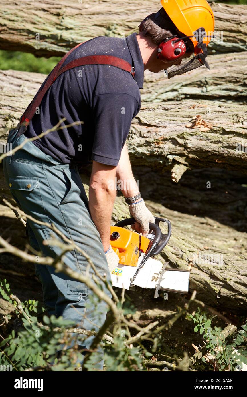 Lumberjack at work Stock Photo - Alamy