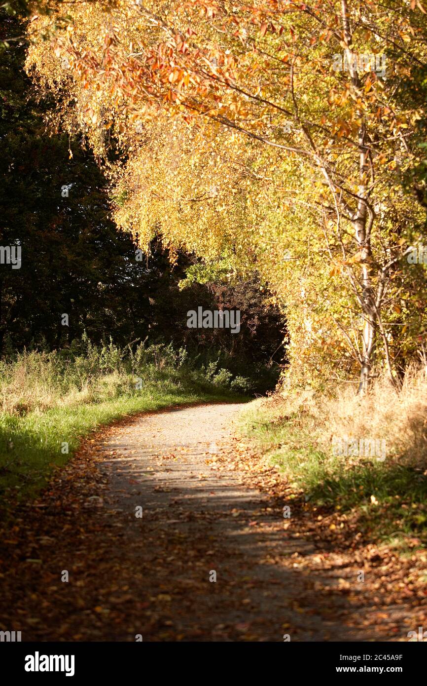 Forest path, Holte, Denmark Stock Photo - Alamy