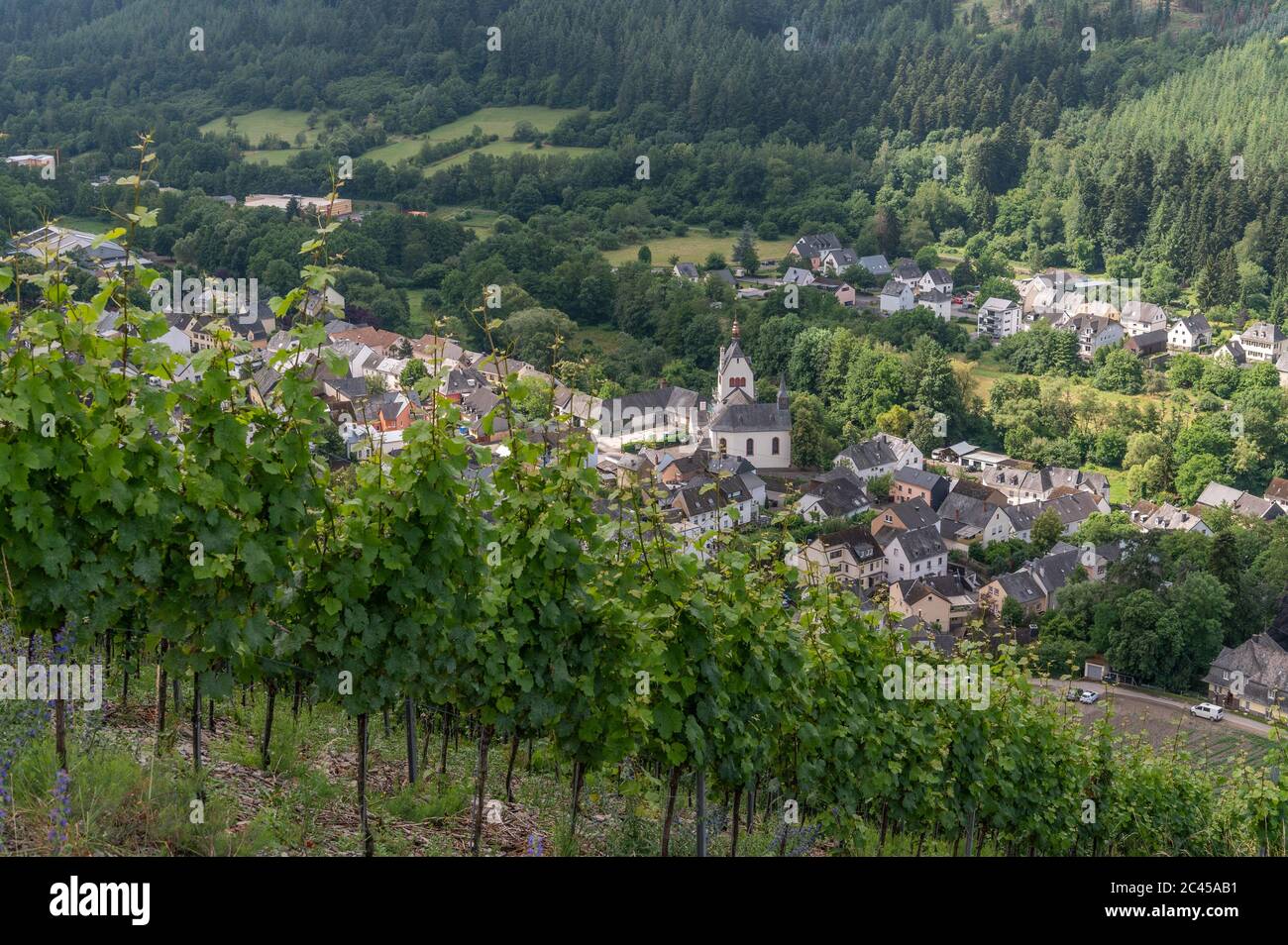 vineyard of Kasel, Ruwer valley, Germany Stock Photo - Alamy