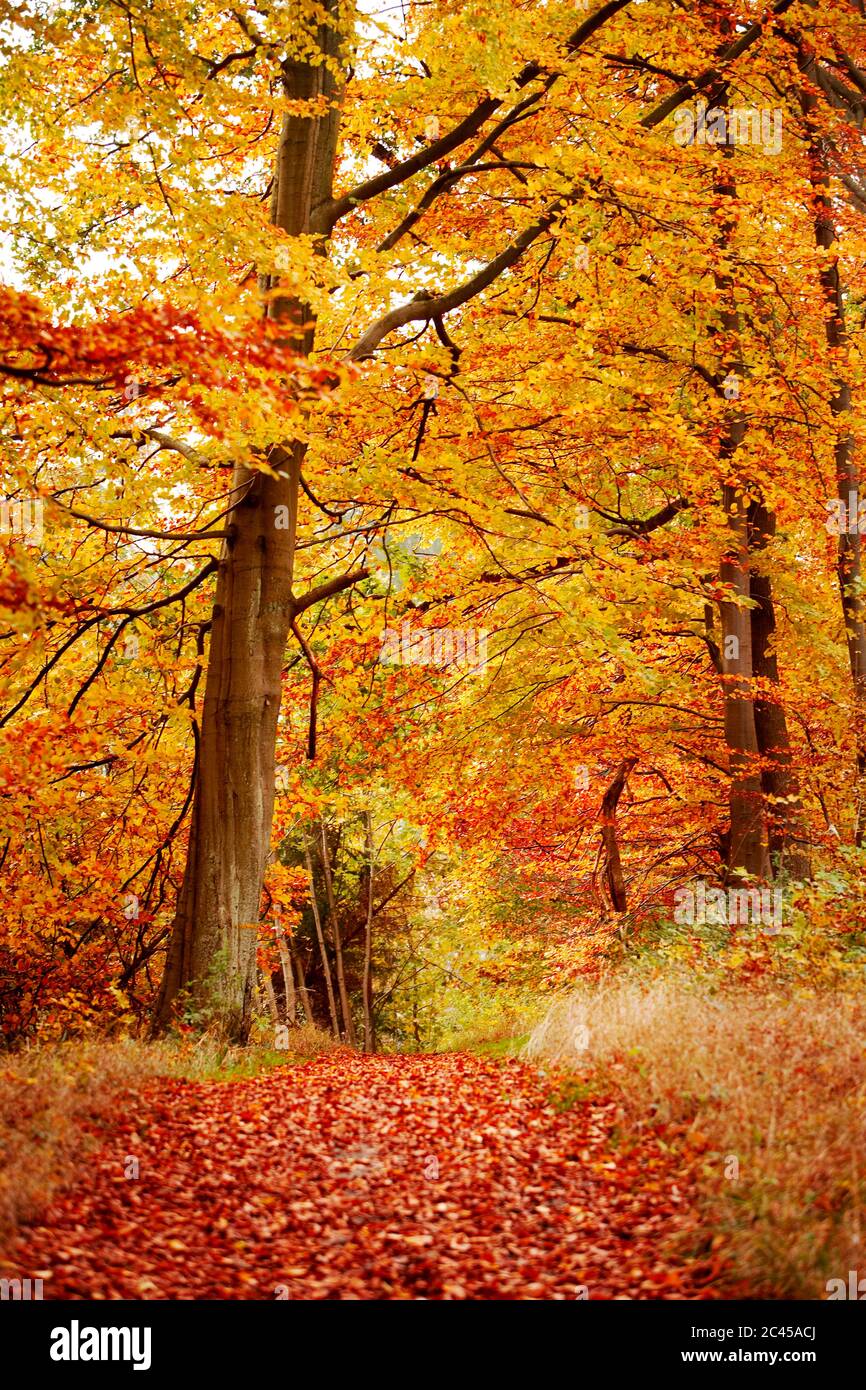 Autumn deciduous forest Stock Photo - Alamy