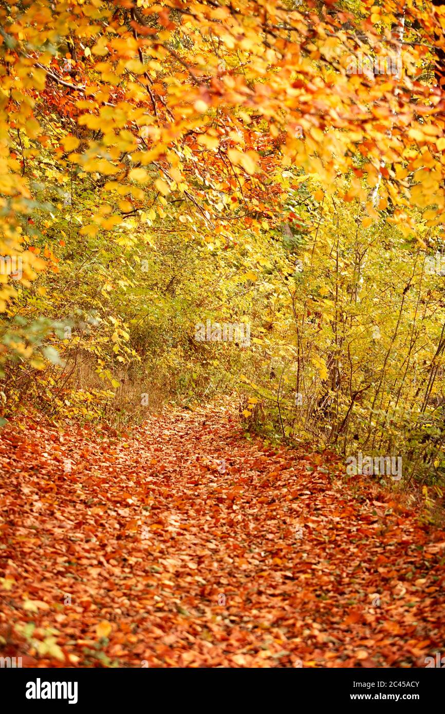 Autumn deciduous forest Stock Photo - Alamy