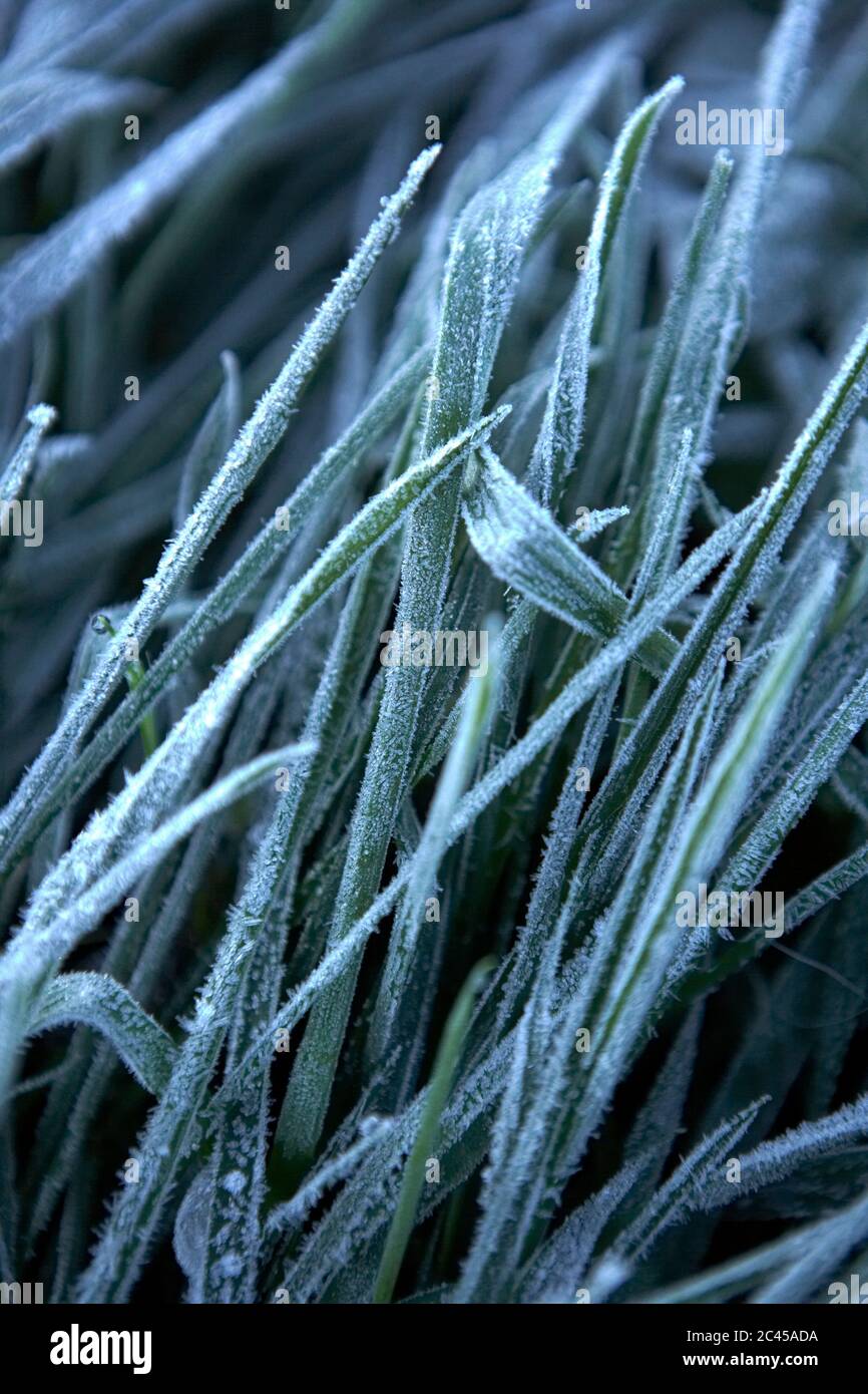 Frozen blades of grass Stock Photo - Alamy