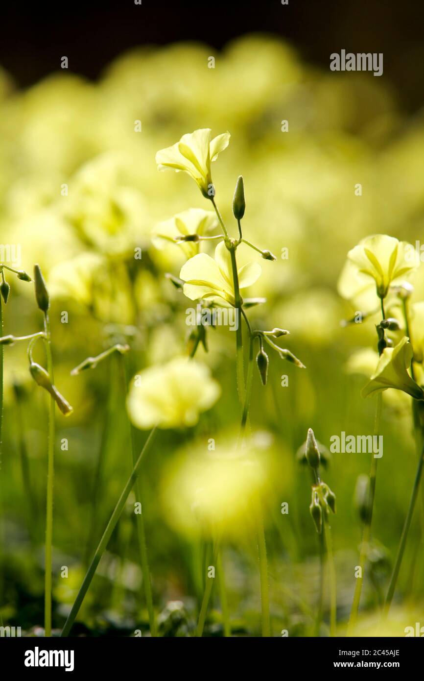 Northern clover hi-res stock photography and images - Alamy