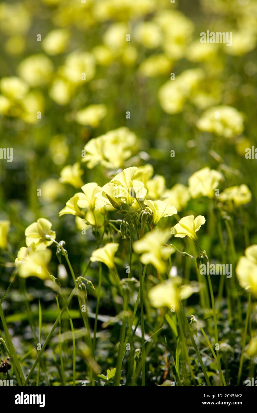 Northern clover hi-res stock photography and images - Alamy