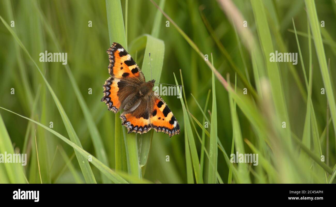 Small Tortoiseshell Butterfly Stock Photo - Alamy