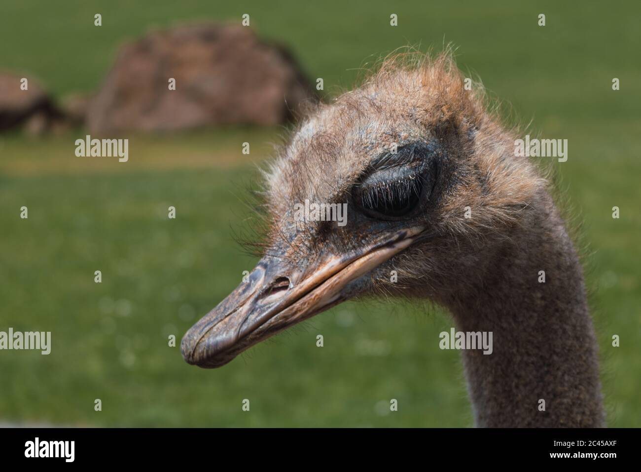 Ostrich head details hi-res stock photography and images - Alamy